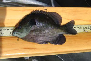 Bluegill (from NC WINS) | NCpedia